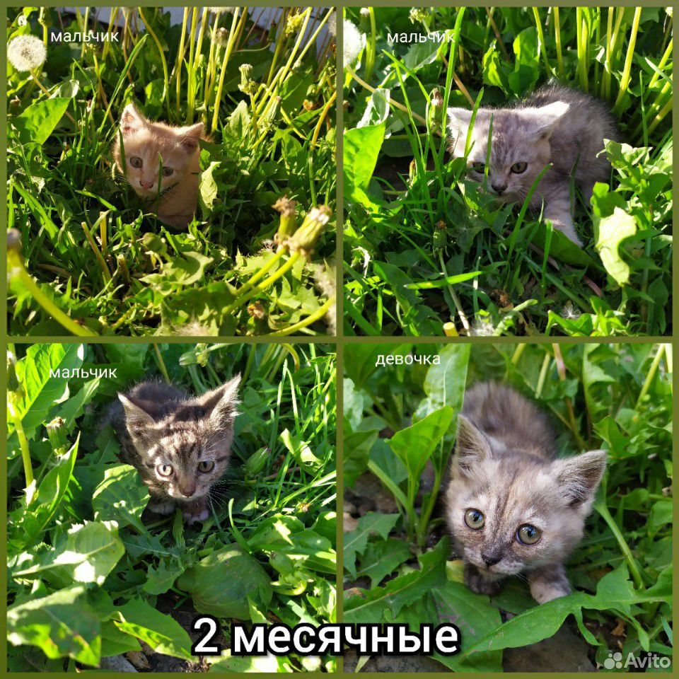 Котята дикой кошки-крыселовки