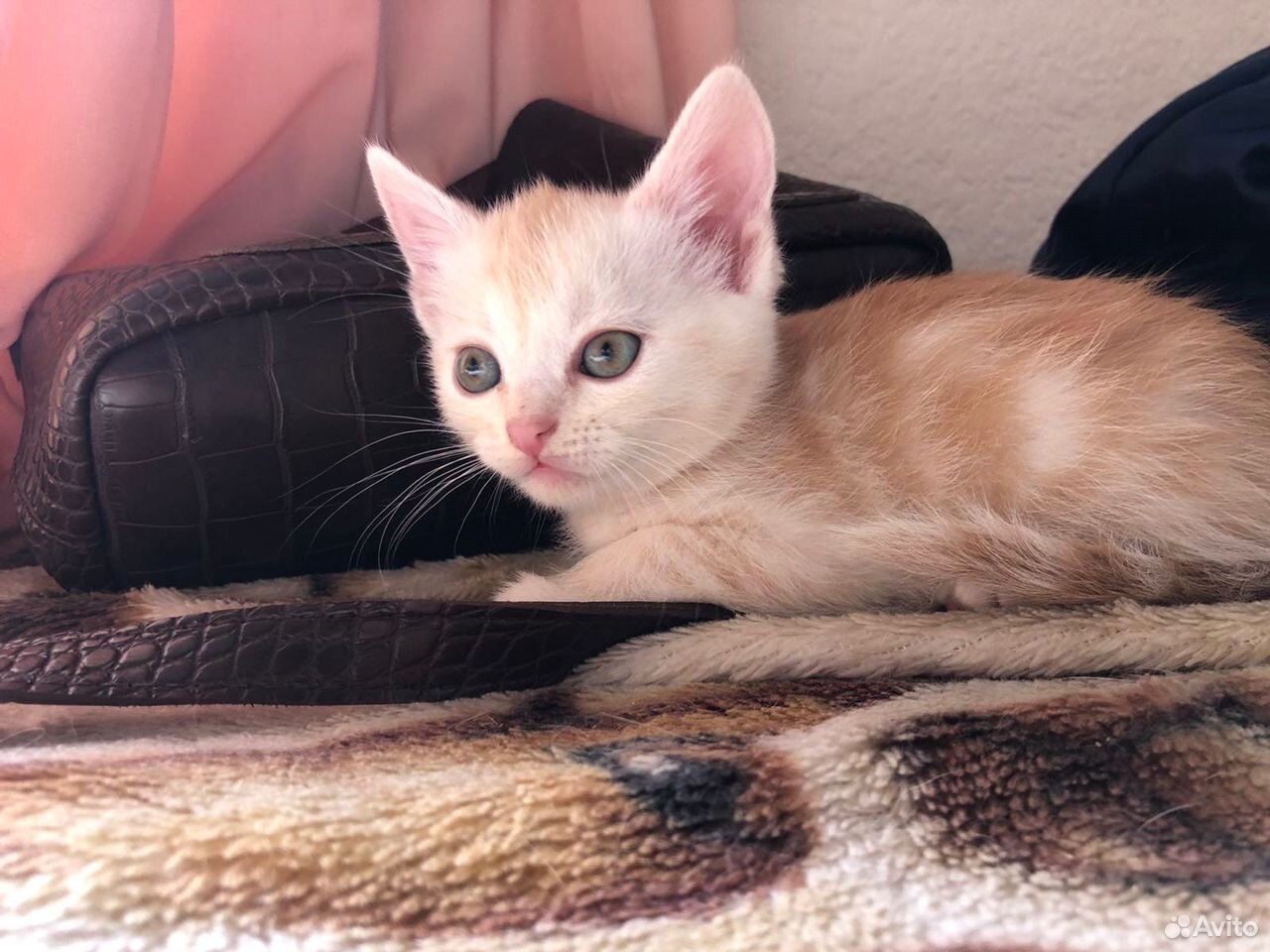 Шотландские рыжики