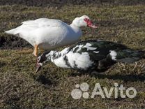 Утята мускусные