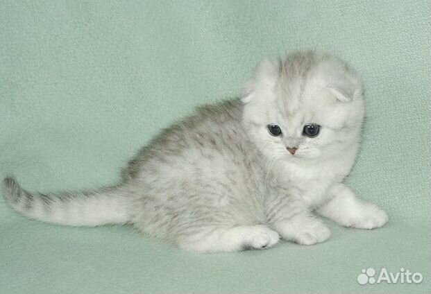 Серебряная вислоухая шиншилла зеленоглазая Монти