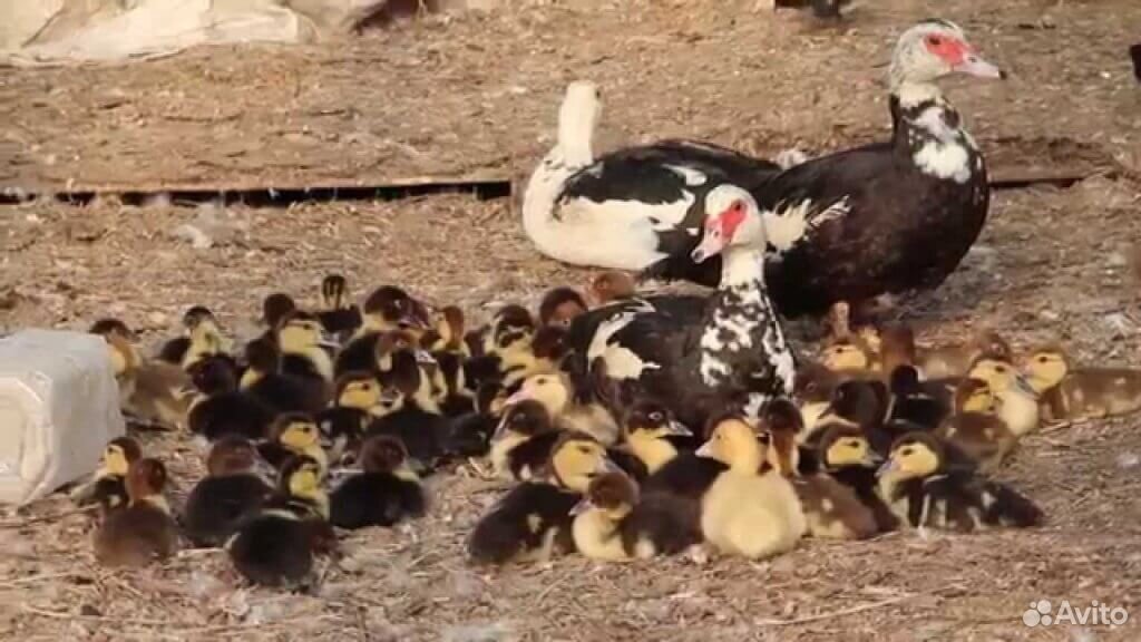 Утка с утятами
