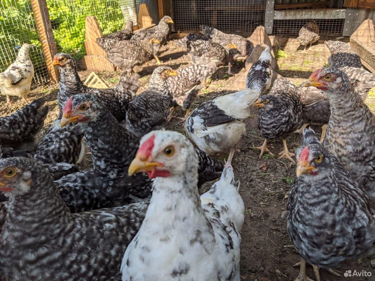 Продаются цыплята двухмесячные