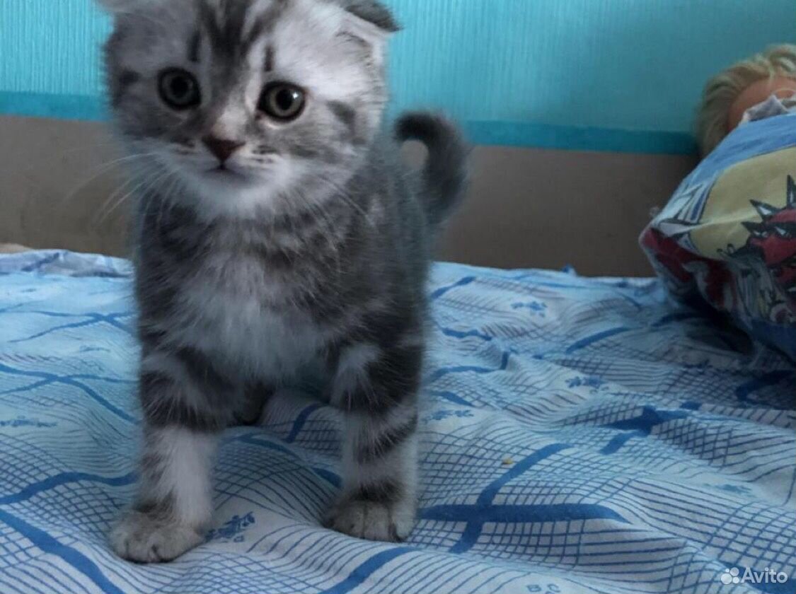 Шотландский вислоухий котёнок