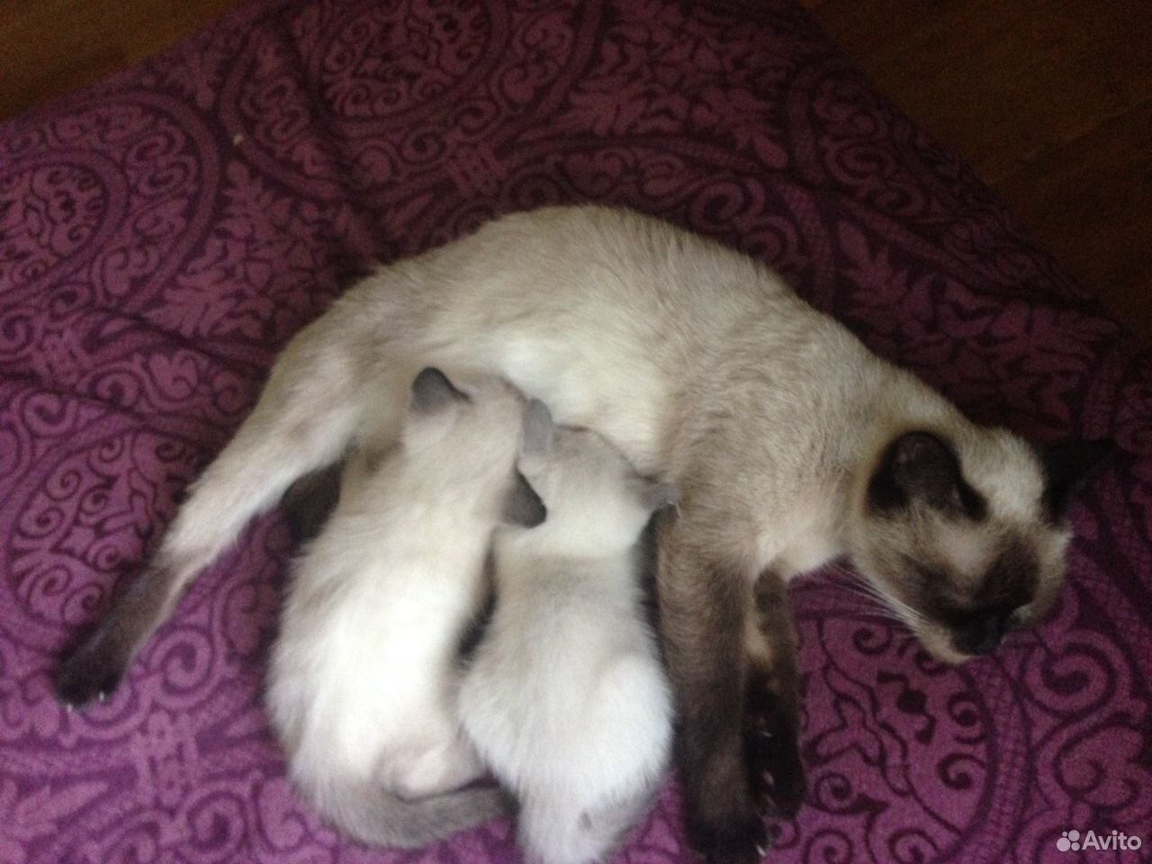 Два котика породы балинез