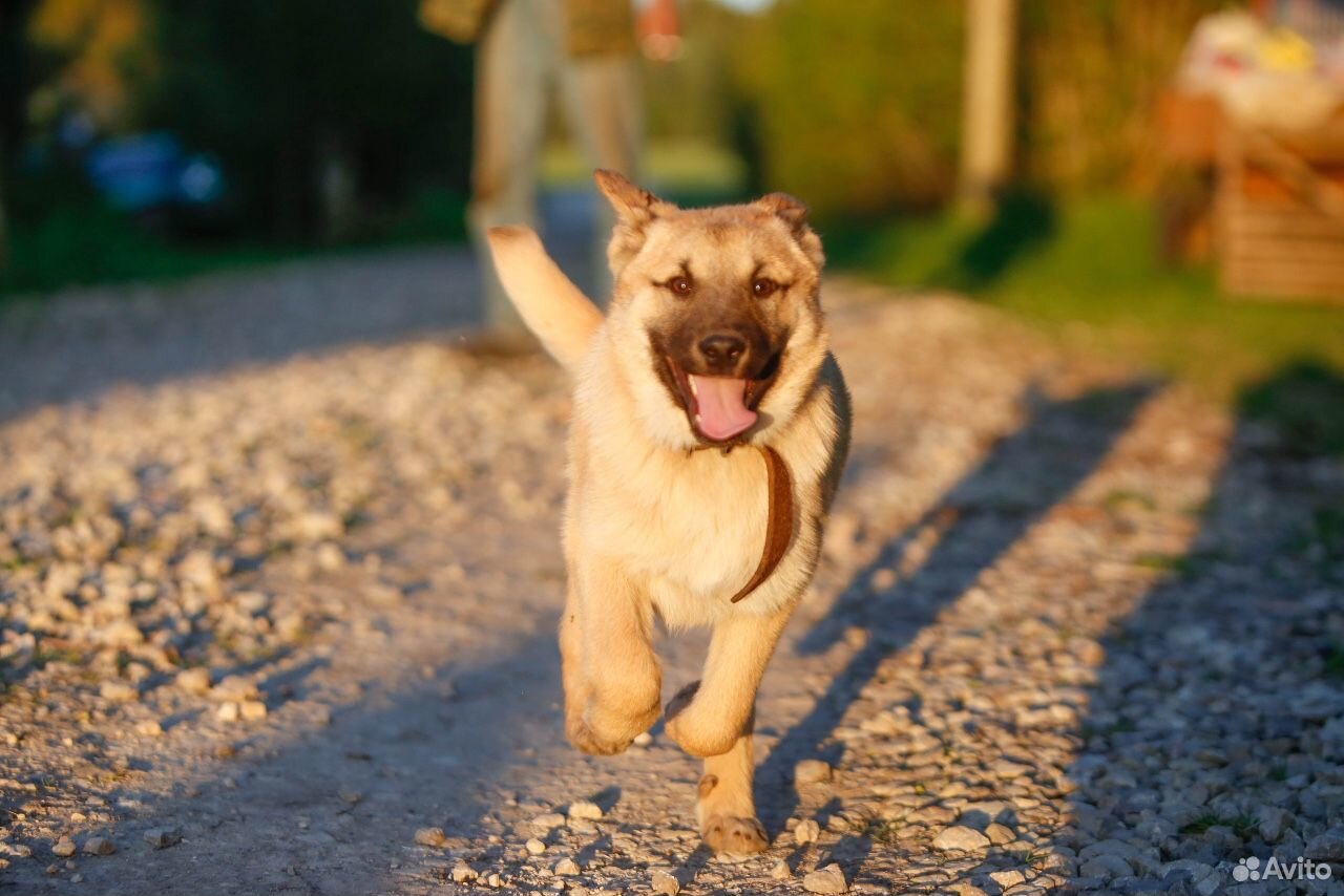 Спасённые красивые щеночки ищут свой дом