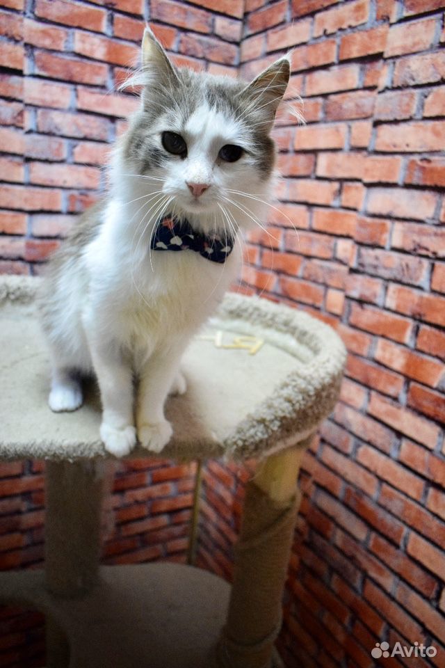 Котёнок Винни 9 мес ищет дом