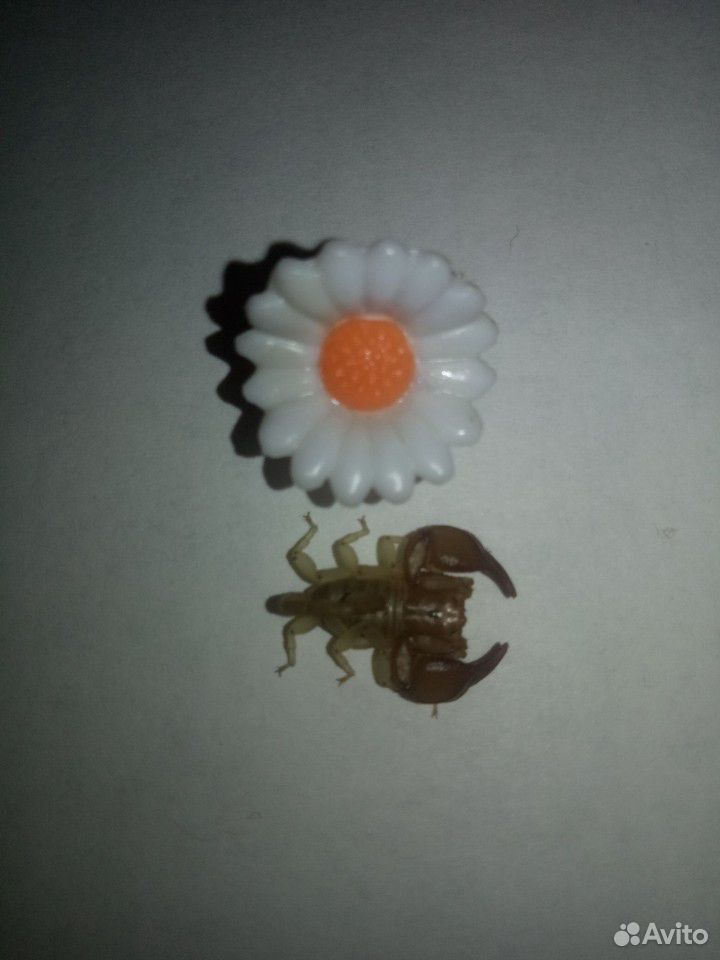 Скорпион живой