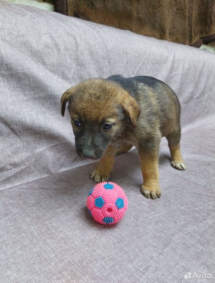 Щенуля Гретта ищет мам-пап