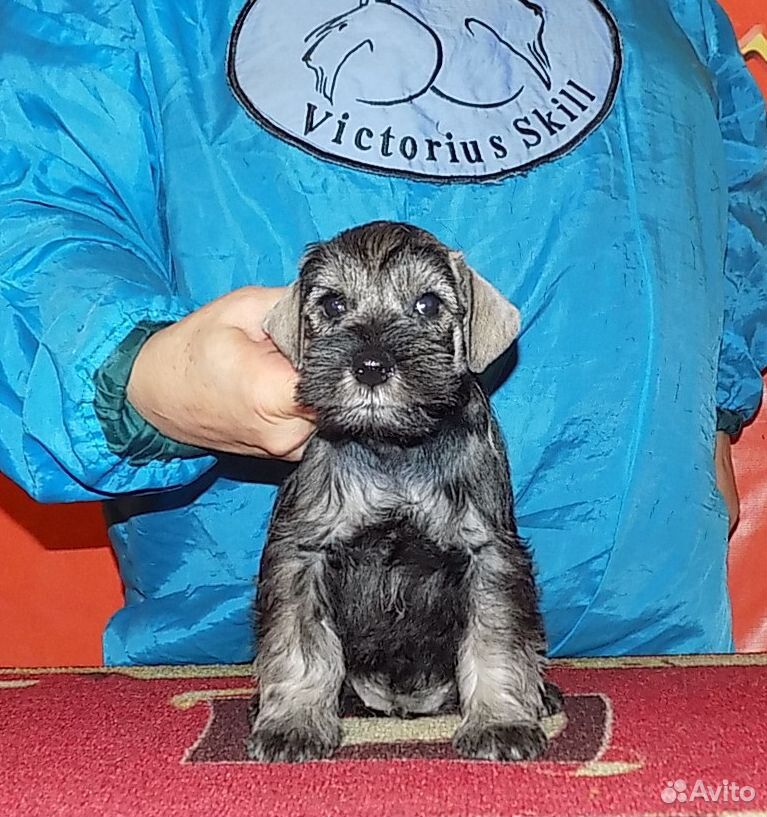 Продается щенок цвергшнауцера