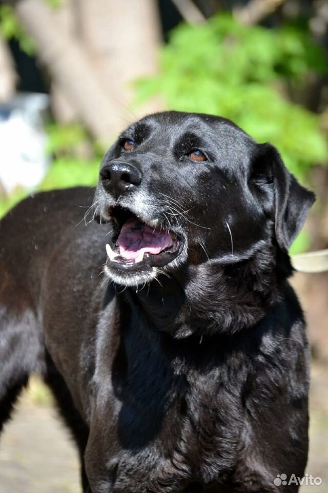 Собака Луша ищет хозяина. Отдадим в хорошие руки