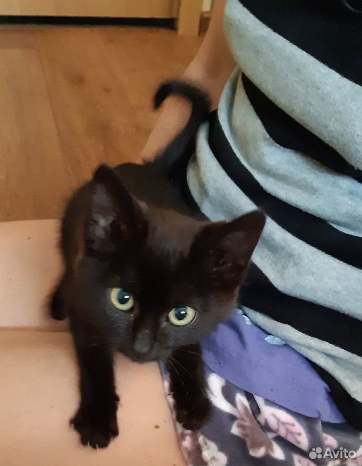 Ласковый котенок ищет своего хозяина