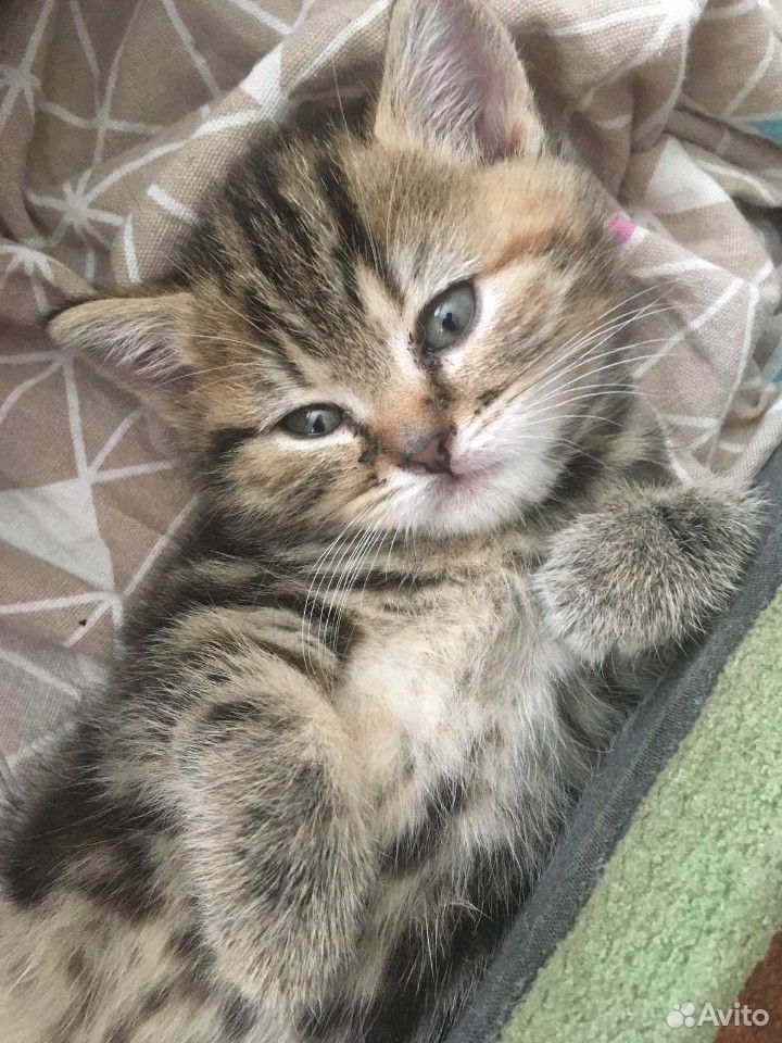Шотландский котенок
