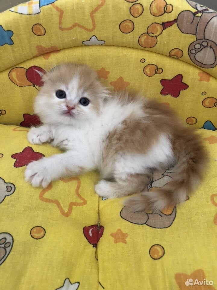 Шотландские котики