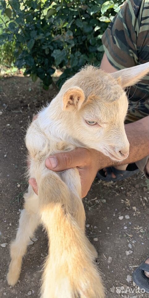 Козлёнок заанинская полукровка