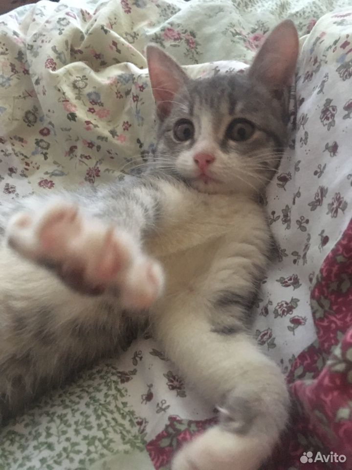 Кошка в хорошие руки