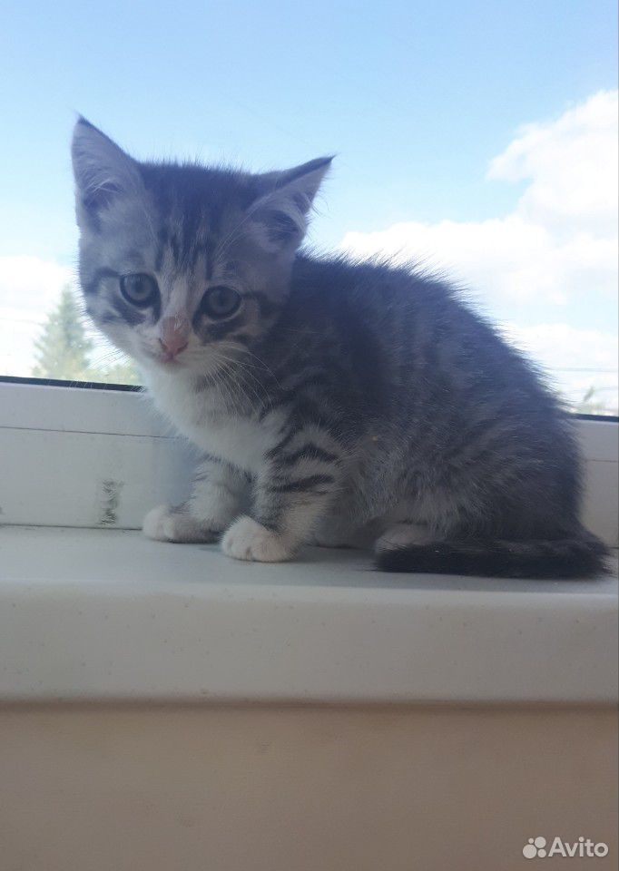 Котенок девочка 1,5 месяца с доставкой