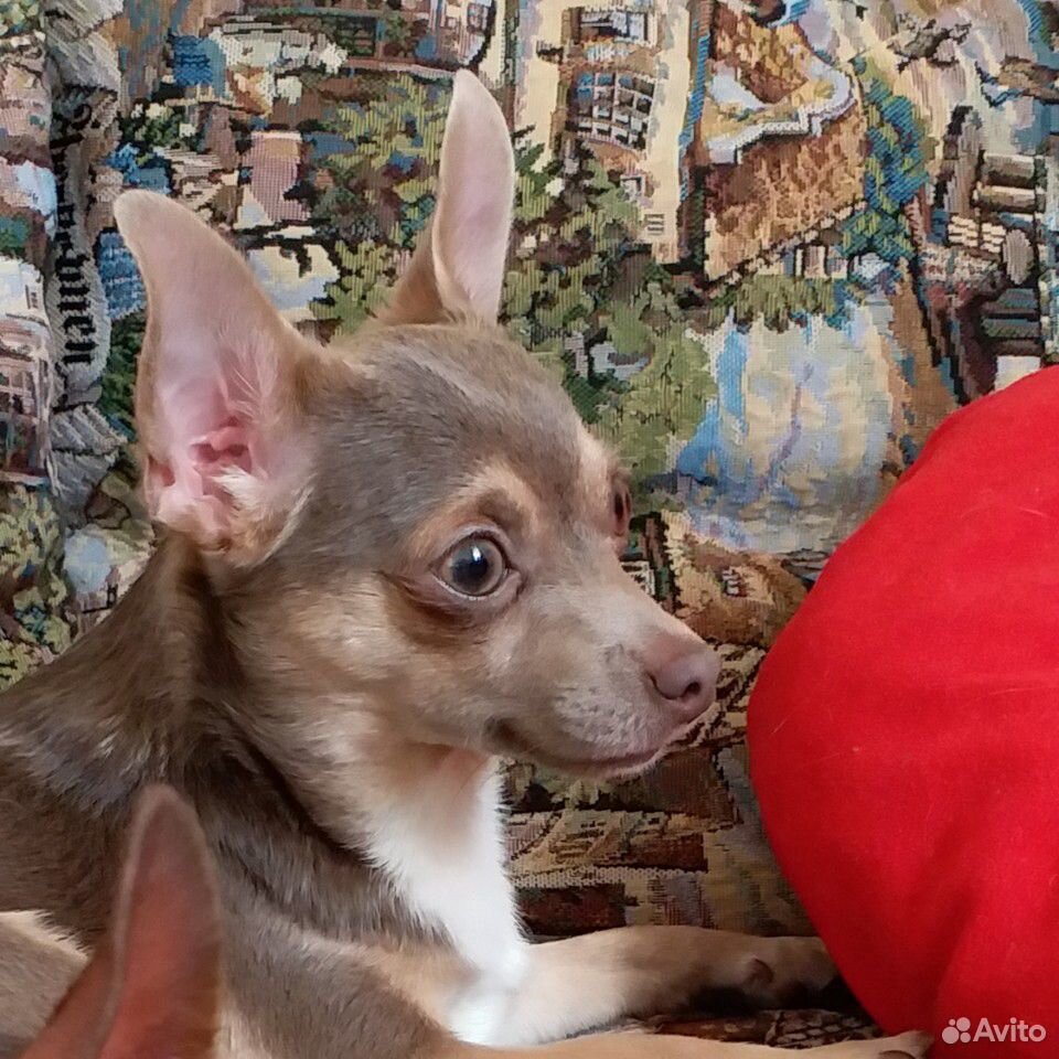 Чихуахуа мальчик