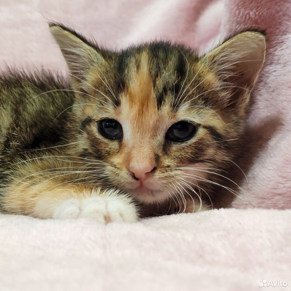 Трёхцветный котенок (кошечка) Фифа