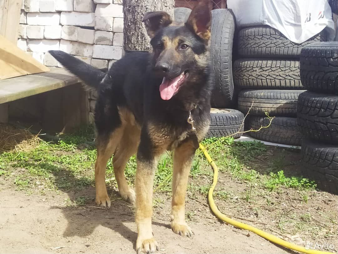 Овчаристый кобель в добрые руки