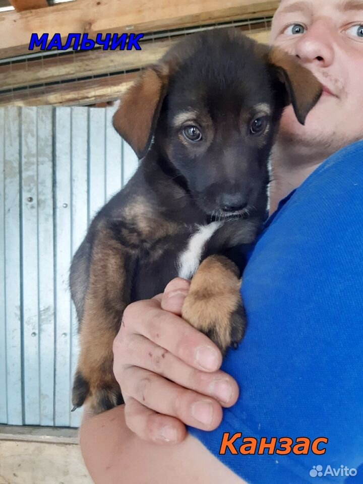 Щенята 2 мес, 2 мальчика и 3 девочки