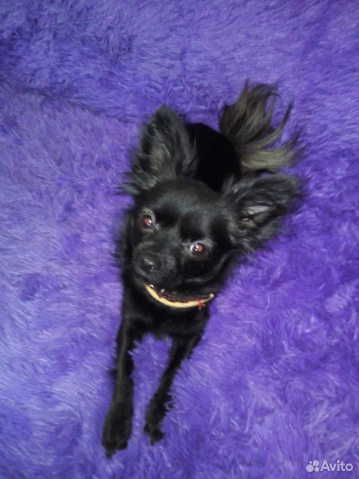 Девочка чихуахуа