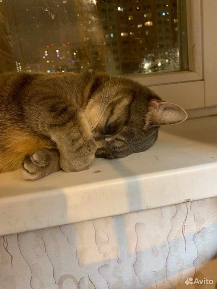 Кот Север 2 года в добрые руки