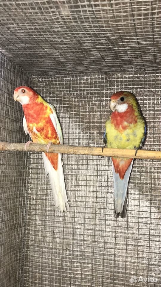 Молодые розеллы