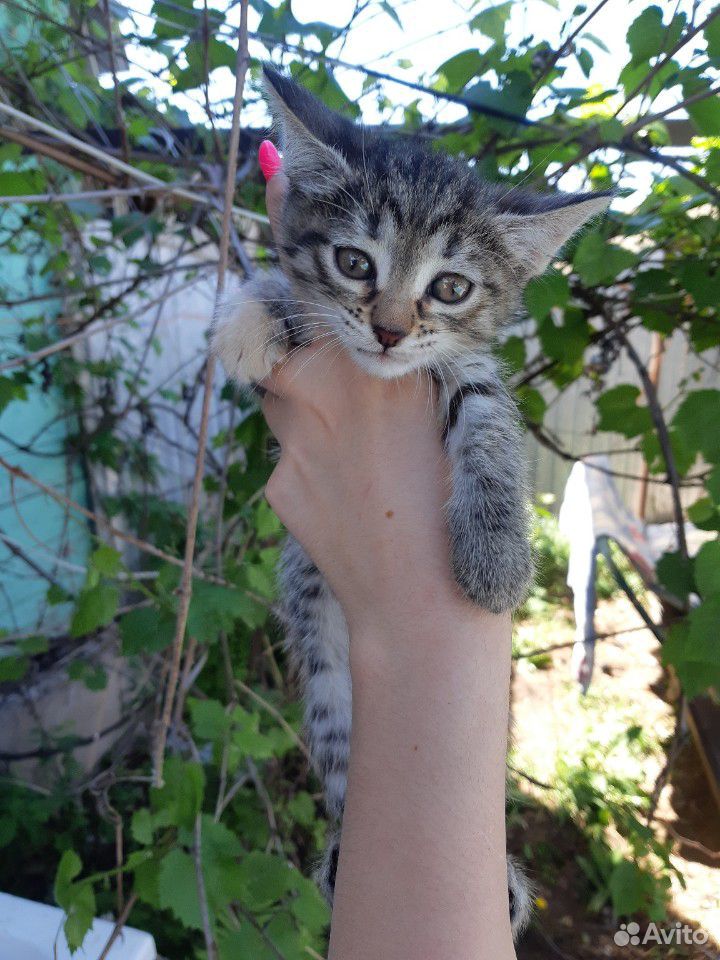 Котенок девочка ищет семью