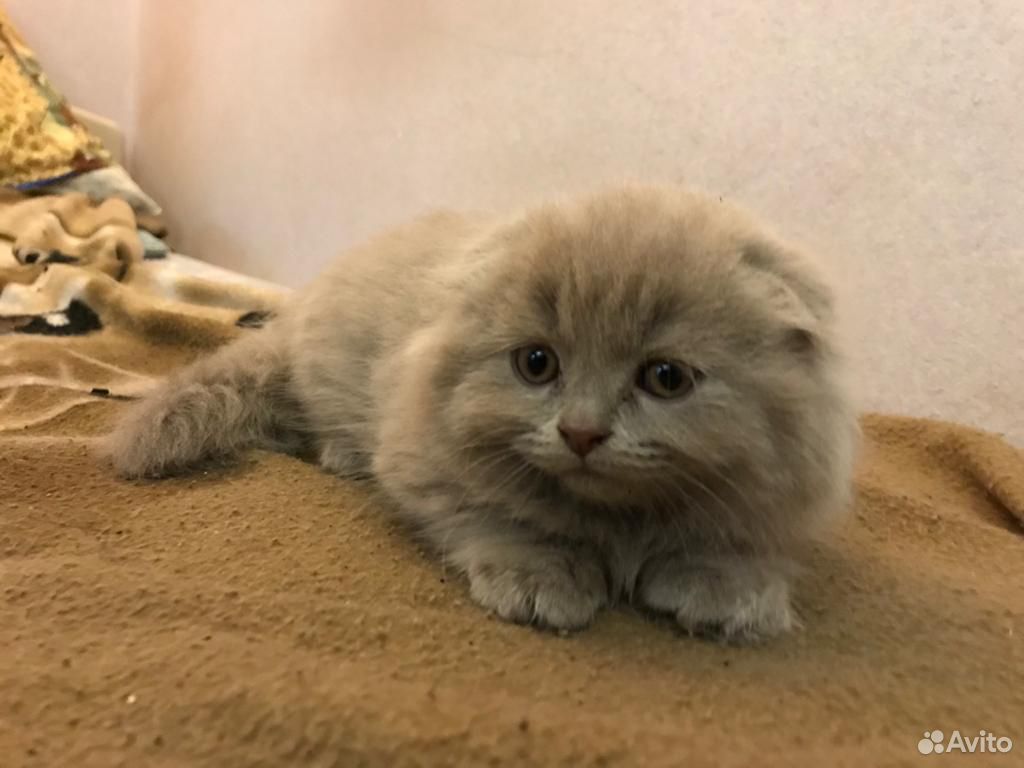 Шотландская