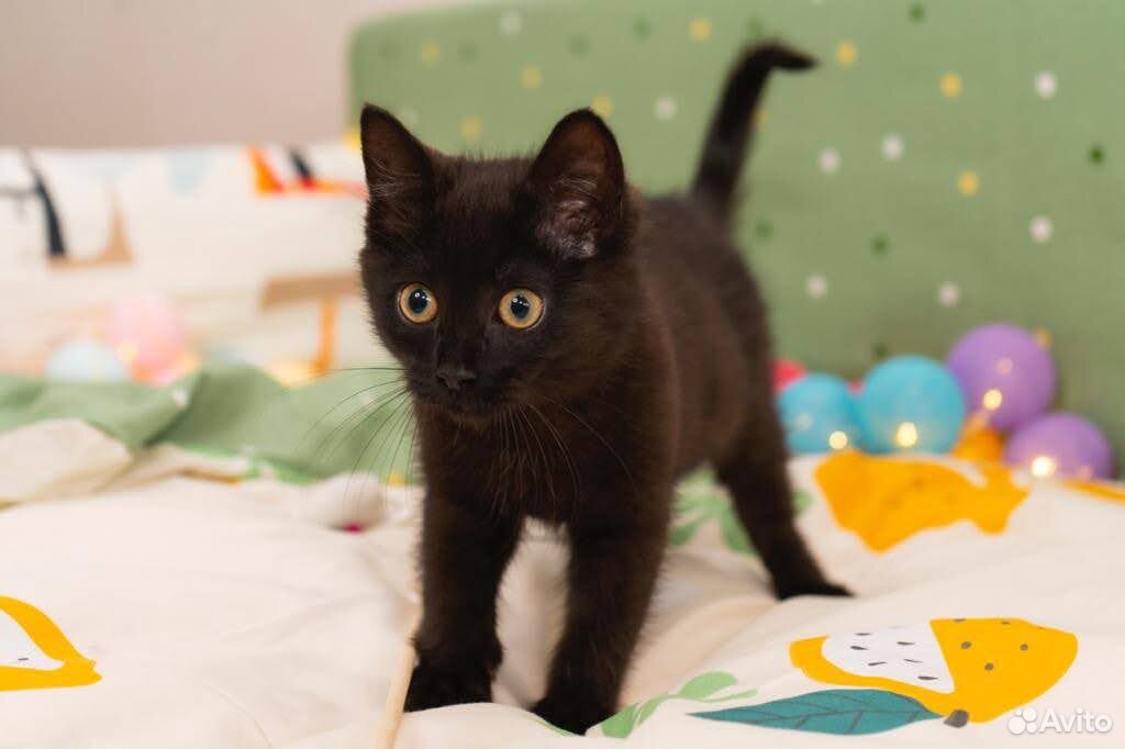 Котёнок Челси