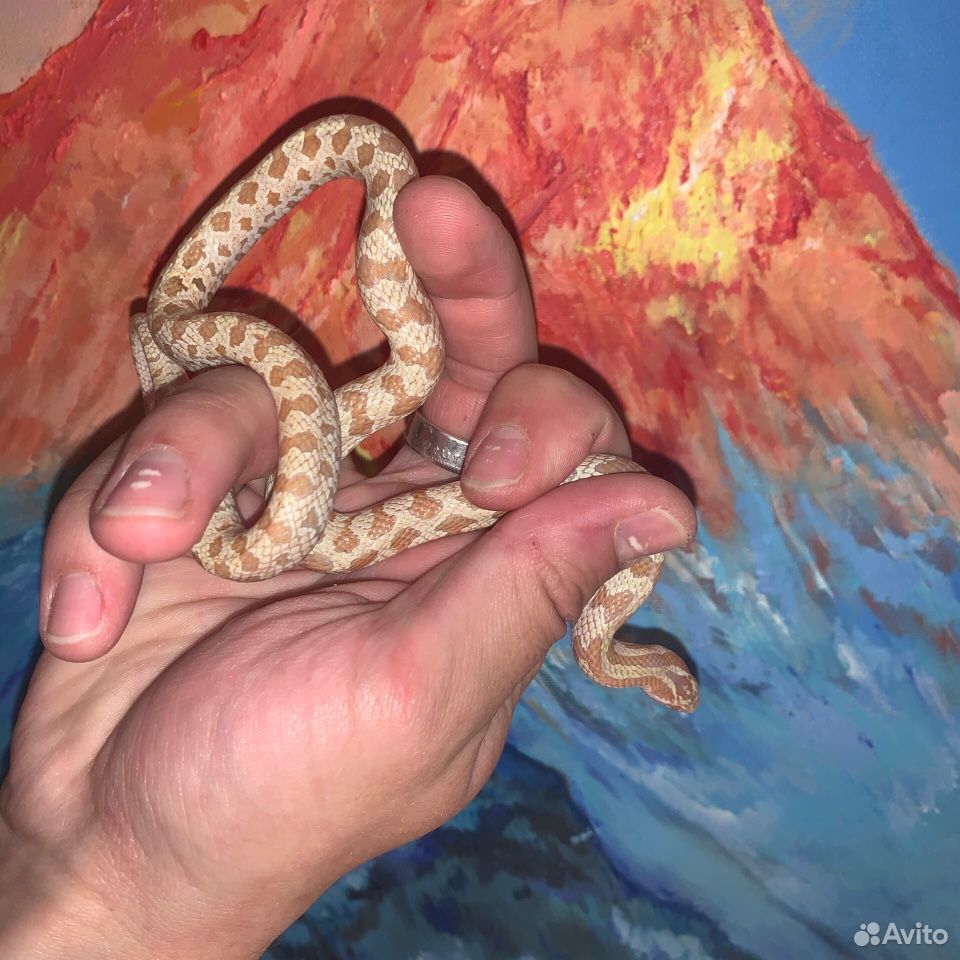 Красивобрюхая змея альбинос