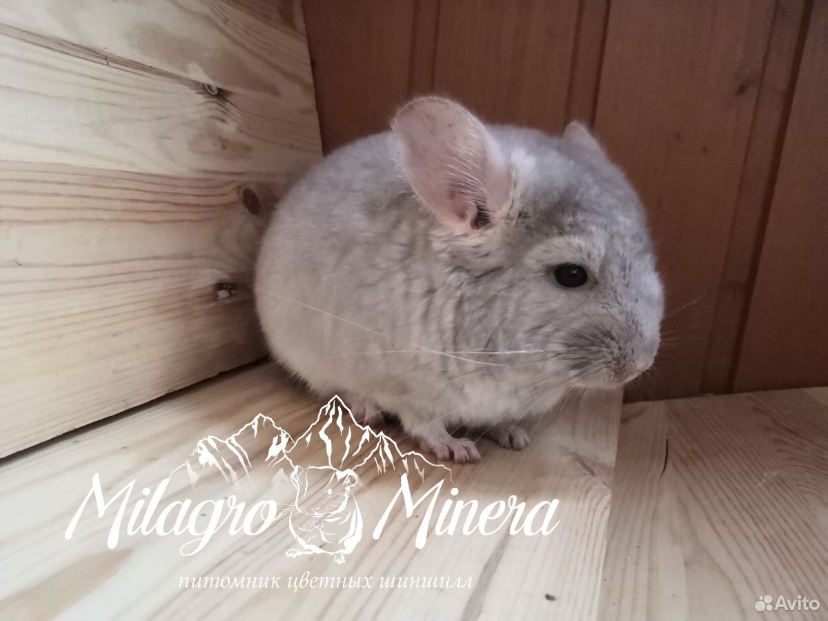 Девочка 3 мес бежевая носитель Ангоры