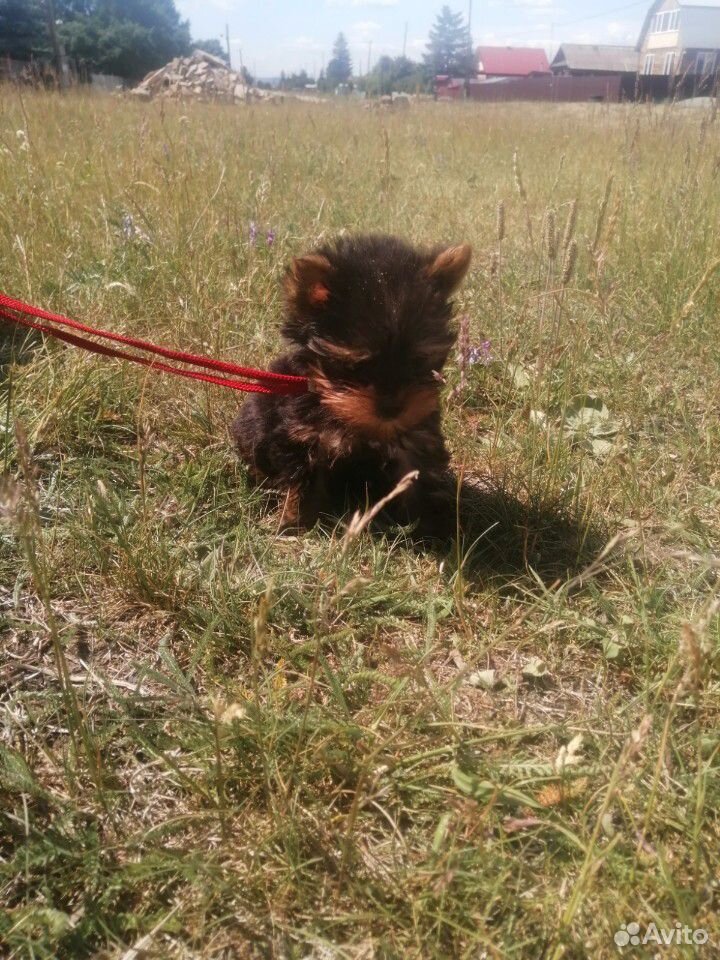 Йоркширский терьер