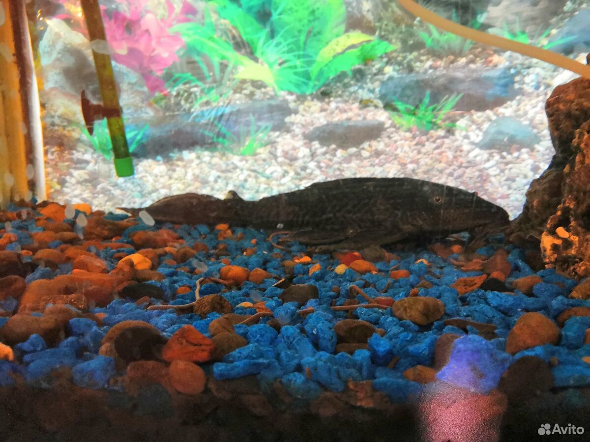 Парчевые сомики