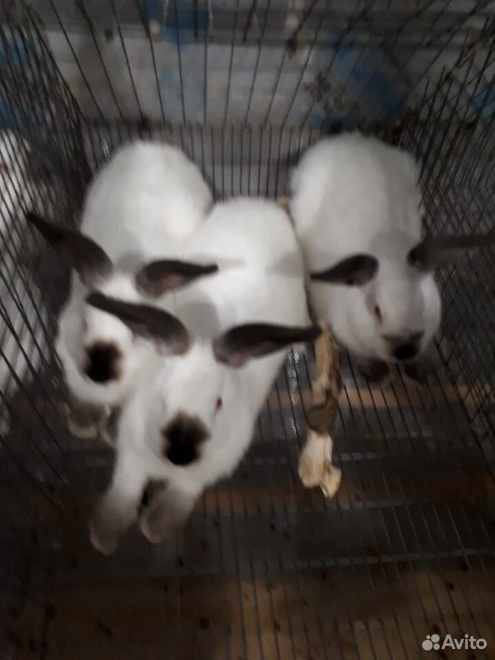 Калифорнийцы