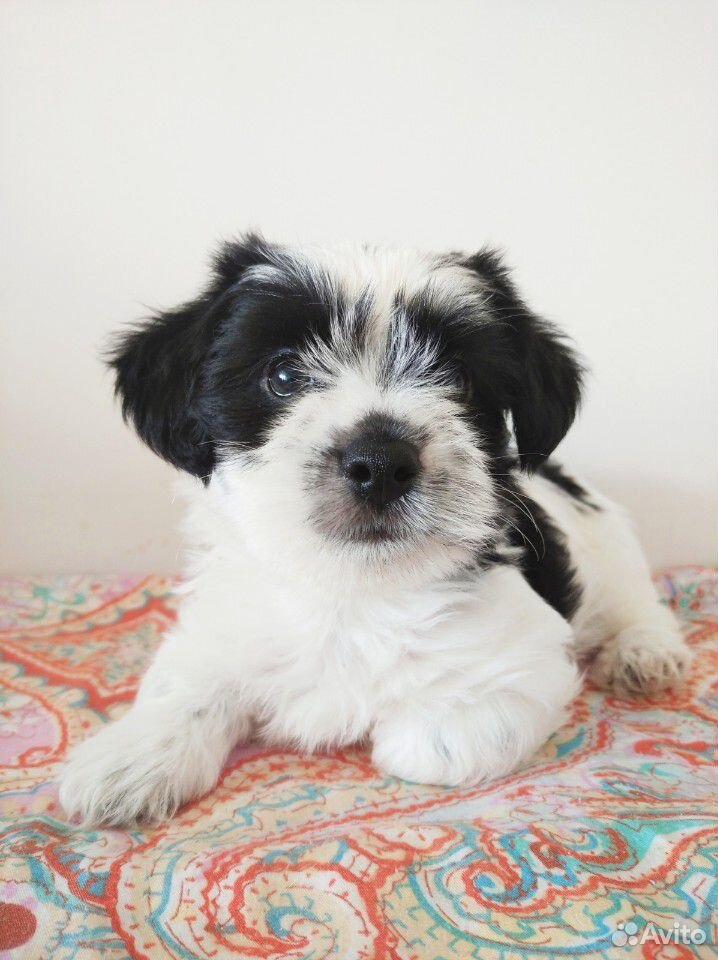 Бивер йоркширский терьер