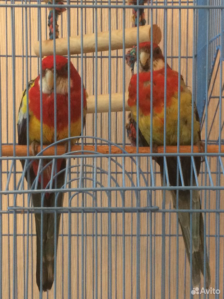 Продается парочка попугаев розелла пестрая