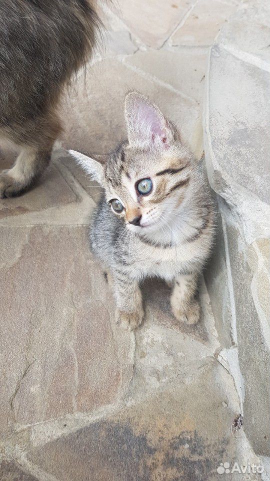 Котенок девочка 1мес комсомолка