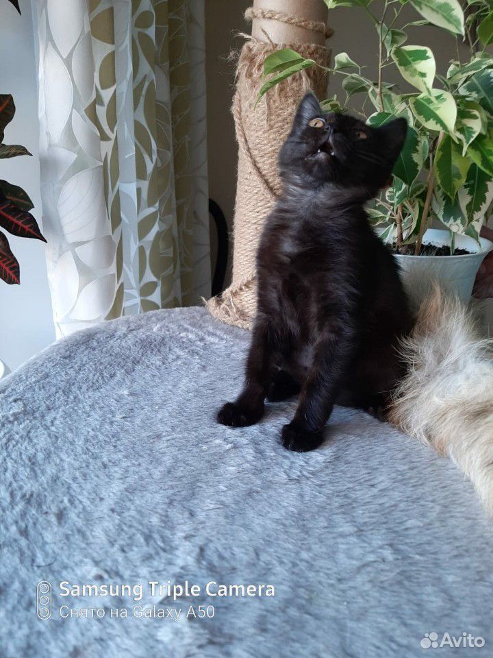 Котенок пантера