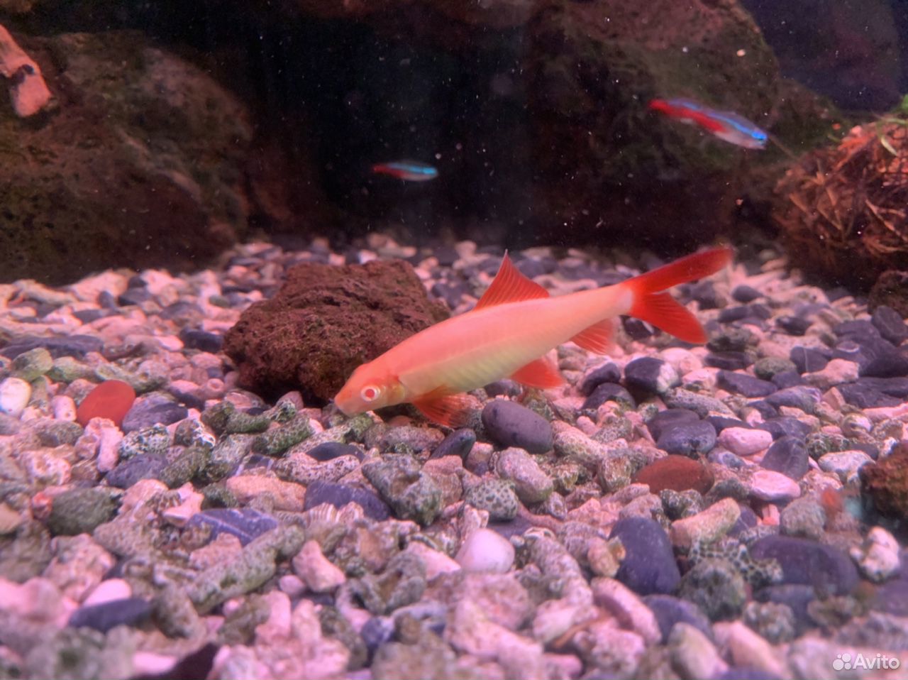 Лабео альбинос, рыбки