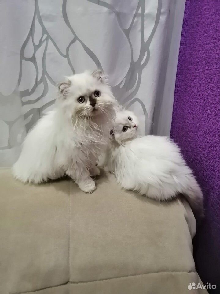 Мальчик тортипоинт с белым редчайший окрас