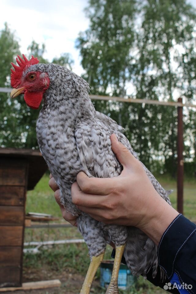 Продам петушка Борковская барвистая (Леггорн)