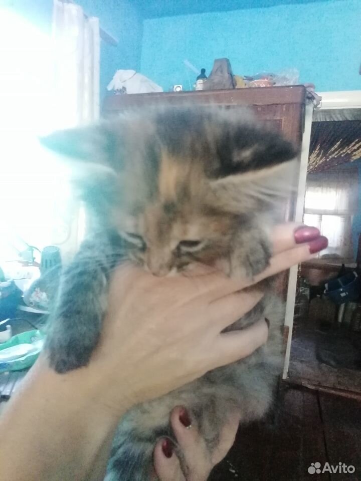 Отдам котят в добрые руки. Смесь майн-куна и прост