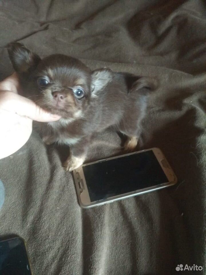 Чихуахуа мини красавец Филюша