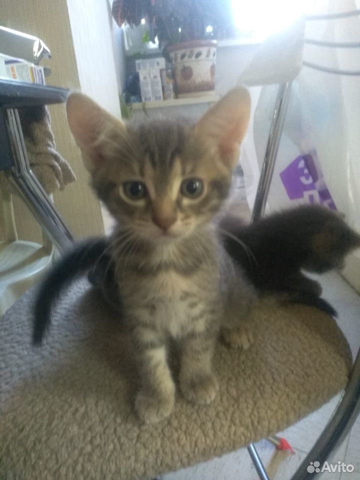 Котёнок