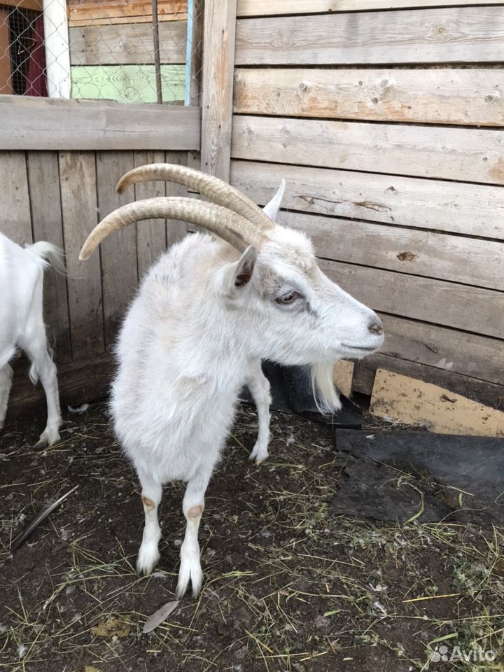 Козы не покрытые