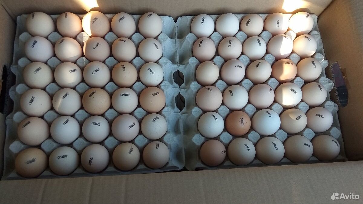 Инкубационное яйцо кобб700 бройлера Арбор айкрес