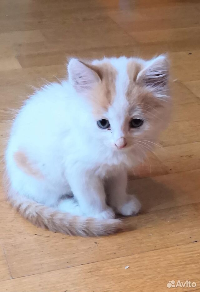 Шикарный котёнок мальчик в добрые руки