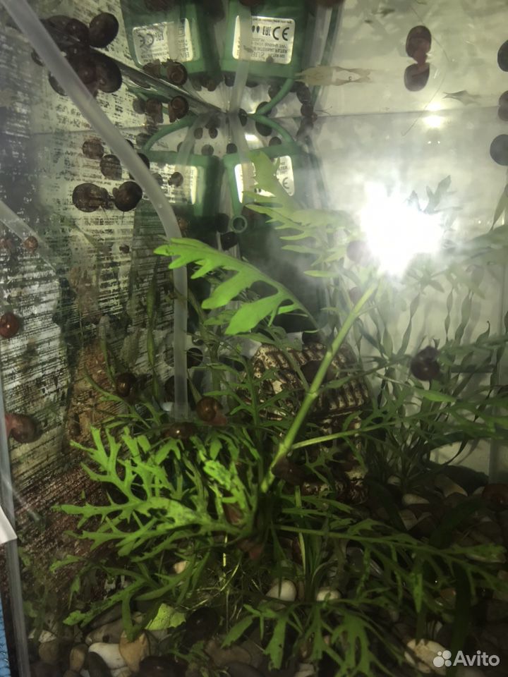 Улитки ампулярии