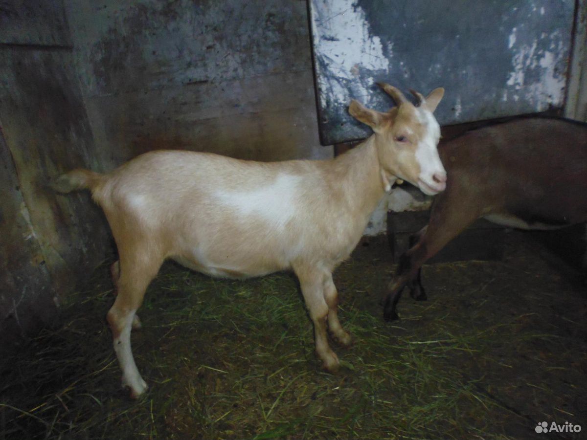 Продам козлят
